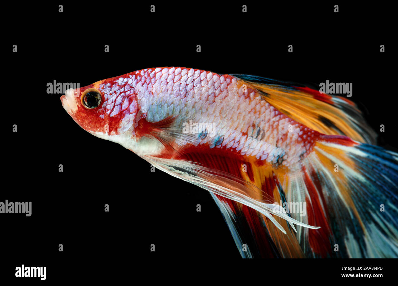 Fancy galaxy color betta or Siamese fighting fish in action Stock Photo ...
