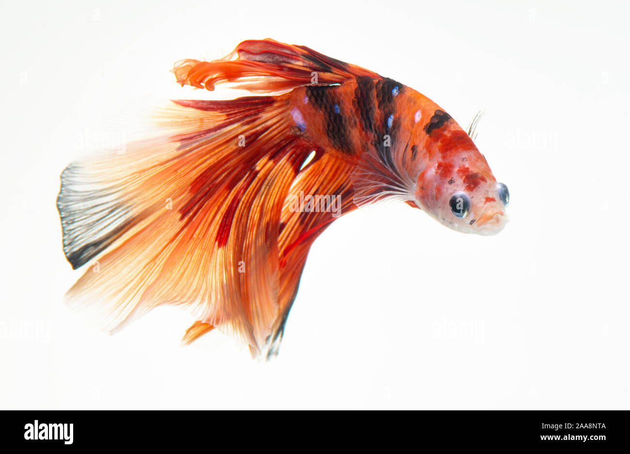 Orange Betta Fish