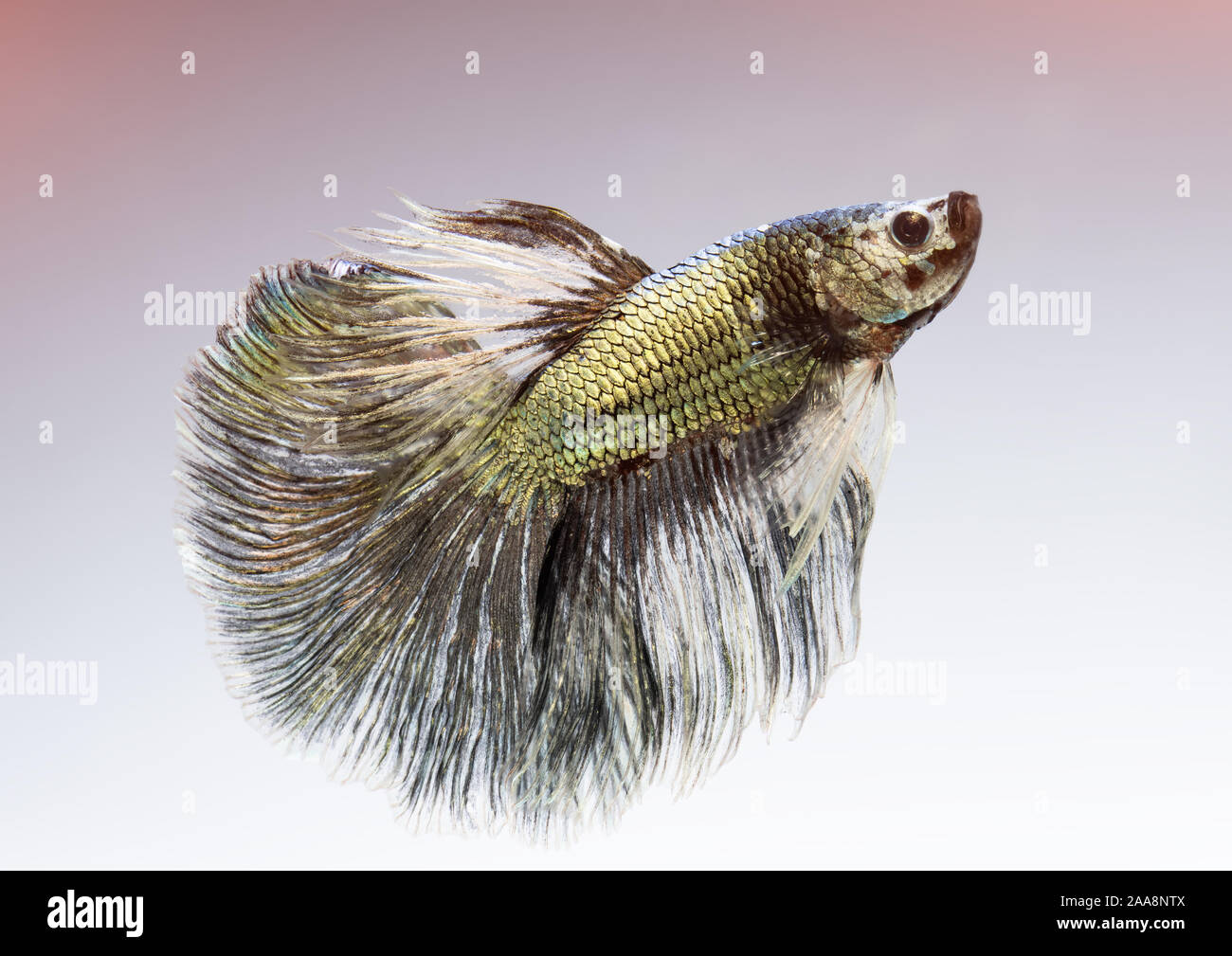 Silver golden copper color betta Siamese fighting fish in action Stock ...