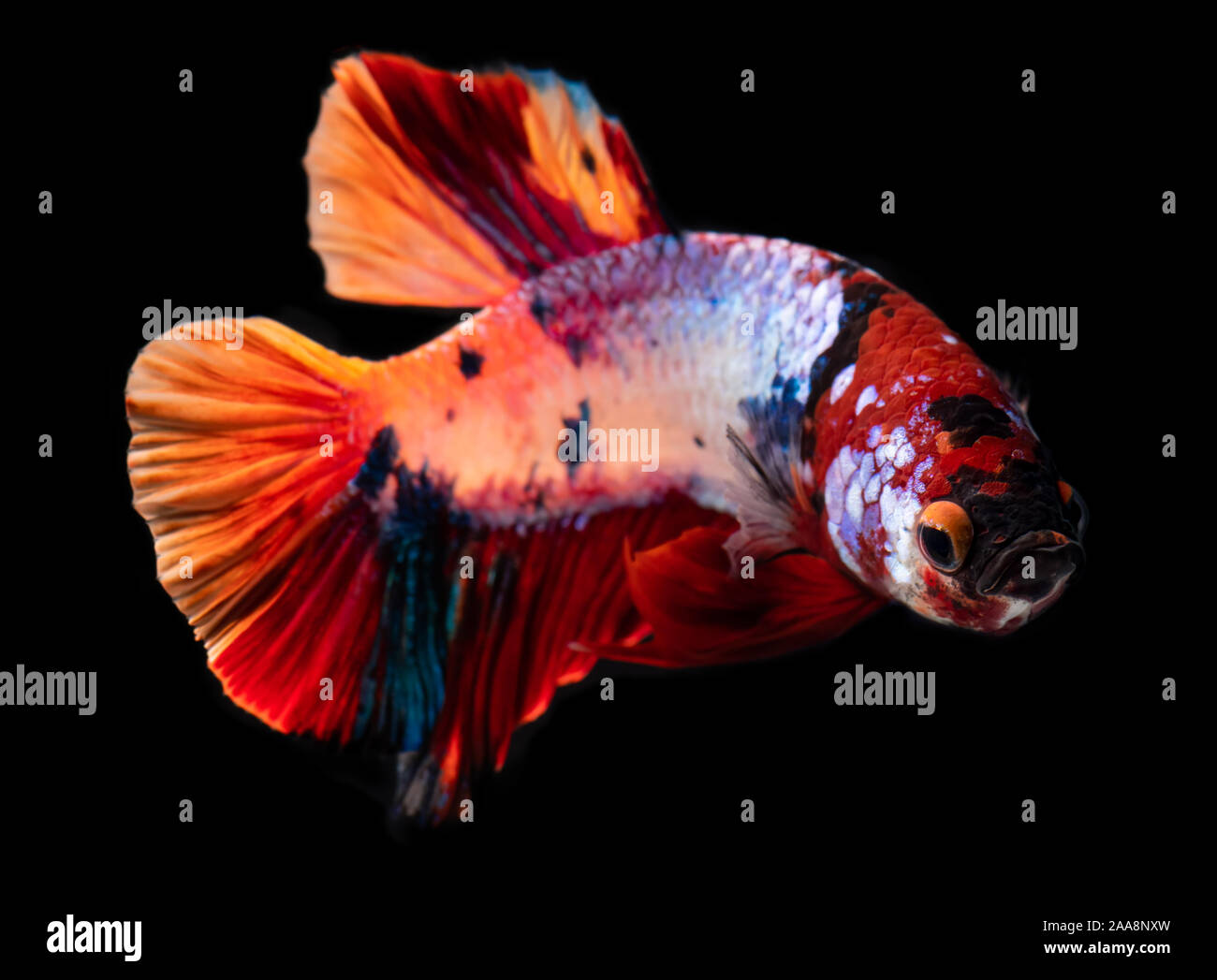 Koi galaxy fancy betta Siamese fighting fish moving action with black ...