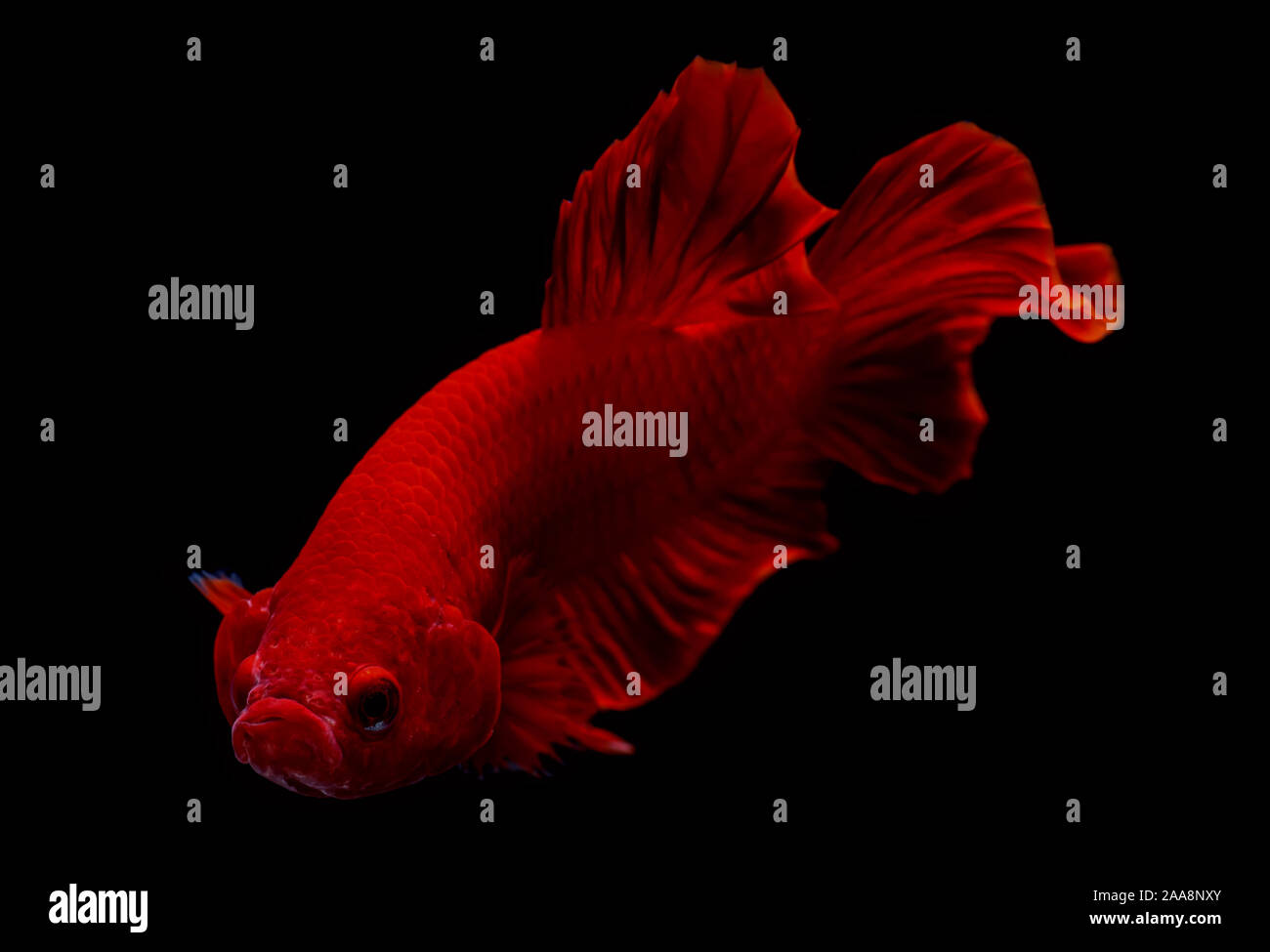 Super red betta Siamese fighting fish with black background Stock Photo ...
