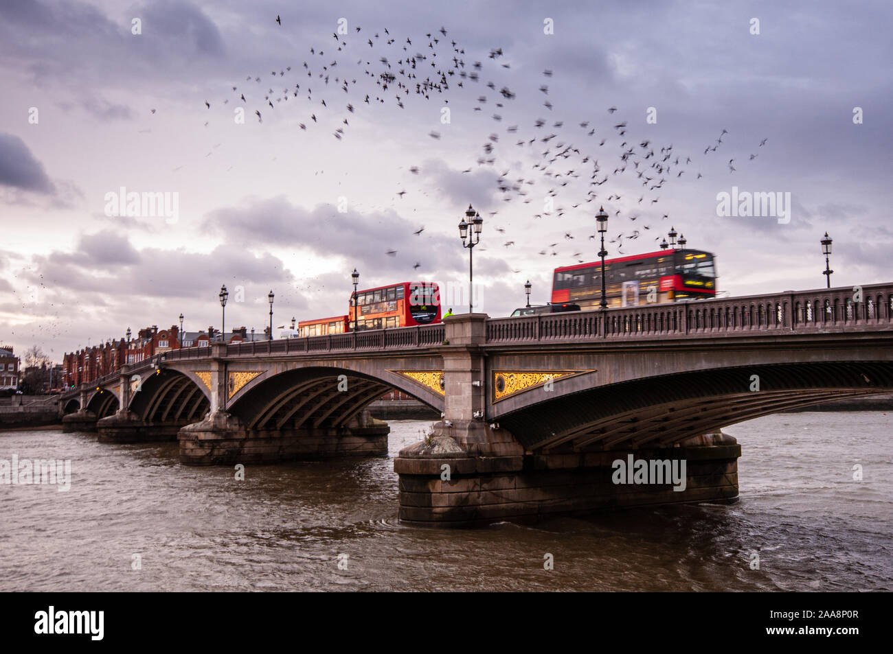 London, England, UK - March 11, 2013: Starlings flock in a murmuration ...