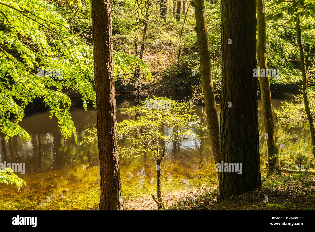 Hiding in the woods hi-res stock photography and images - Alamy