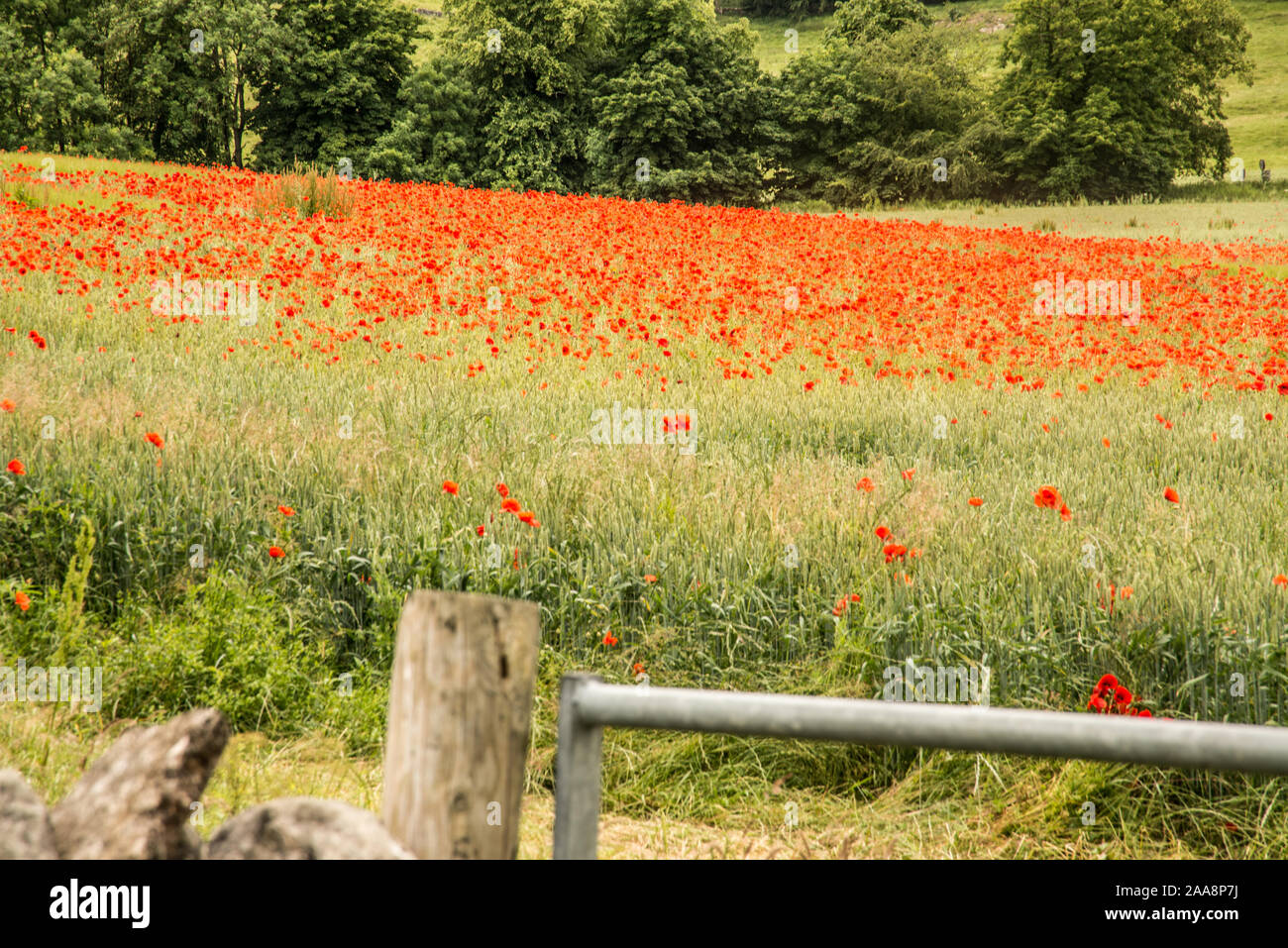 Grow poppys hi-res stock photography and images - Alamy