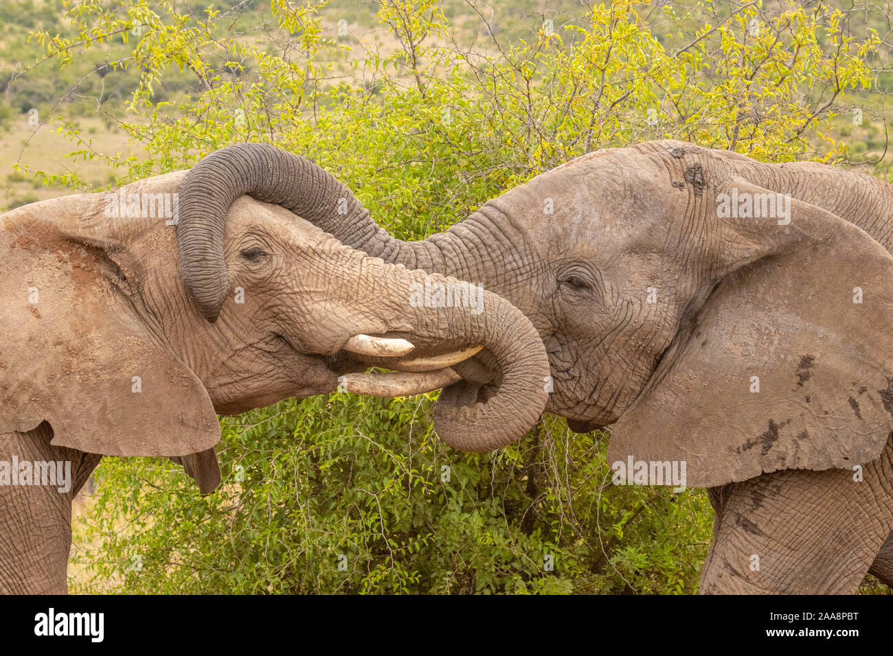 Elephants hugging hi-res stock photography and images - Alamy