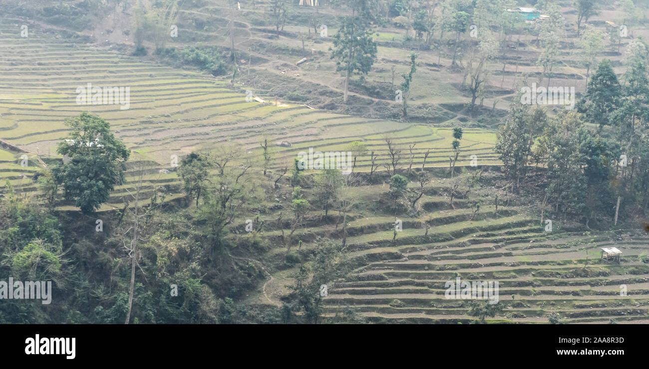 Terrace cultivation in Plains of Uttaranchal India Asia. Terrace ... Terrace cultivation in Plains of Uttaranchal India Asia. Terrace ...