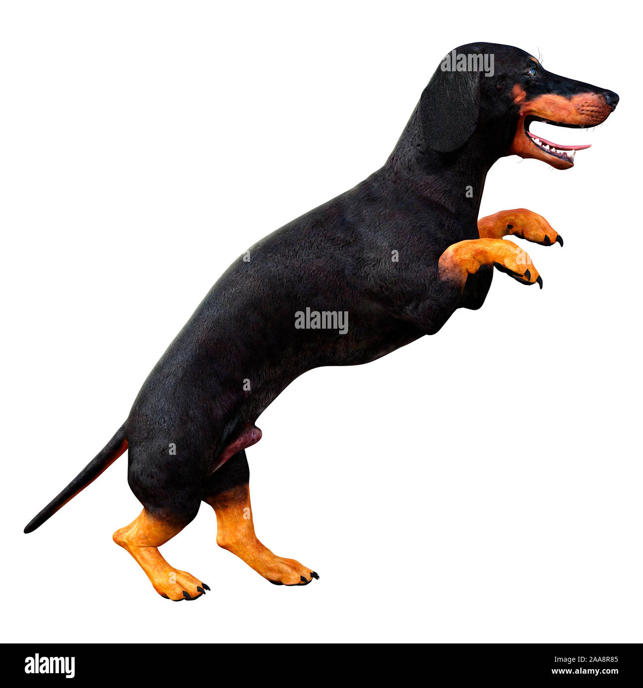 3D rendering of a dachshund or badger dog or sausage dog isolated on ...