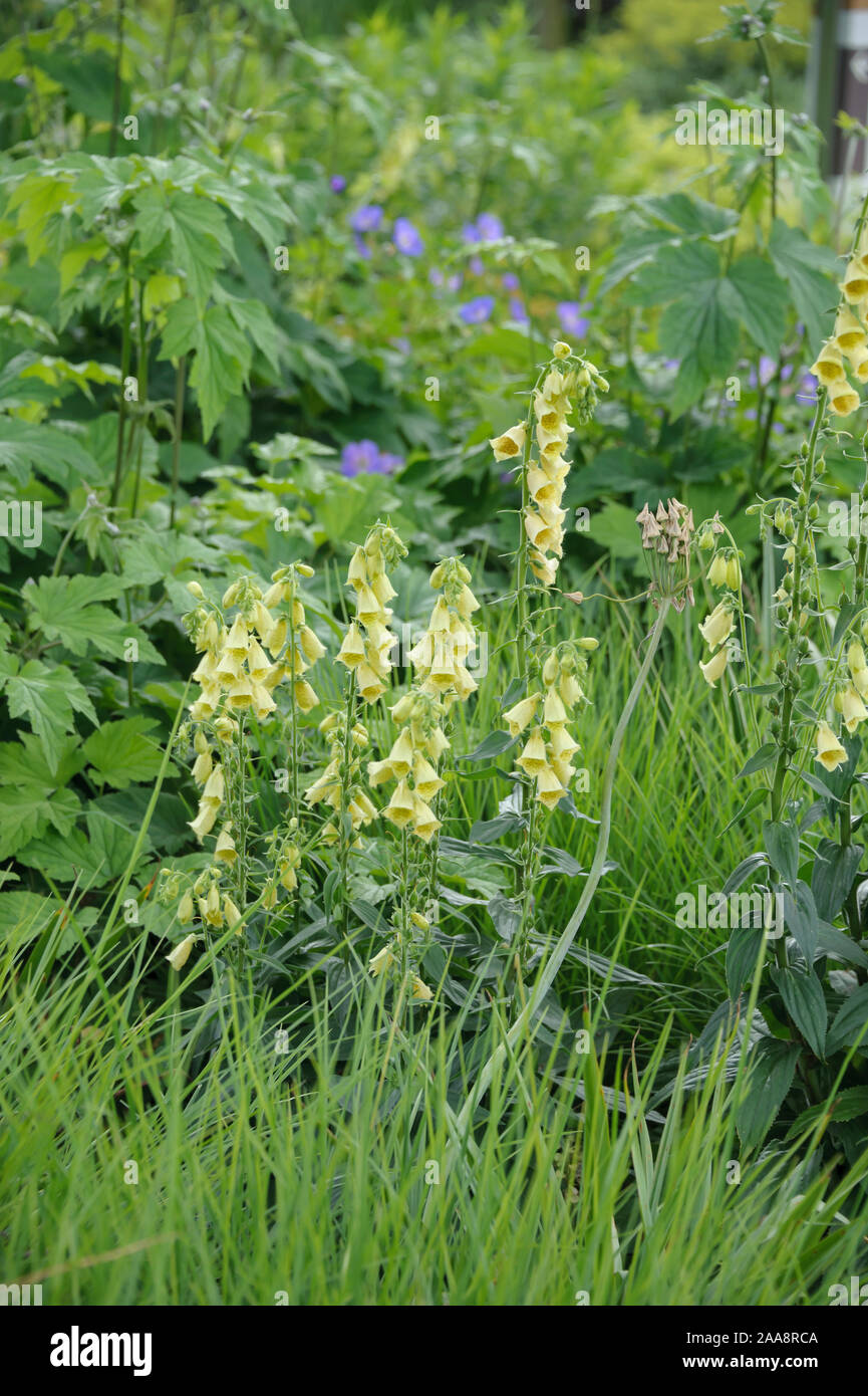 Digitalis lutea hi-res stock photography and images - Alamy