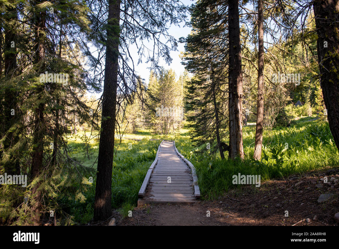 Boardwalk entry in Northern California forest wetlands Stock Photo - Alamy