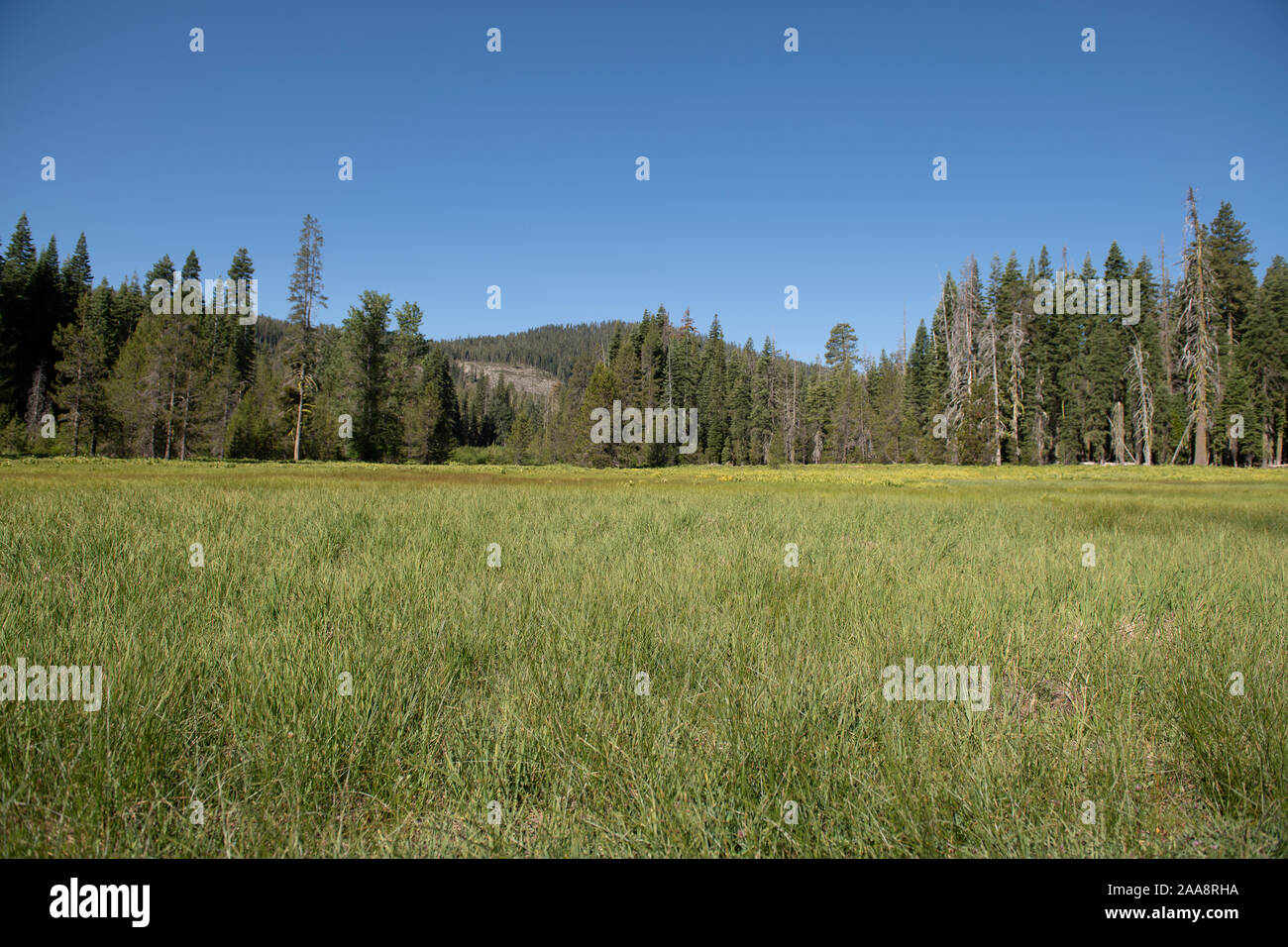 Temperate grasslands tall grass hi-res stock photography and images - Alamy