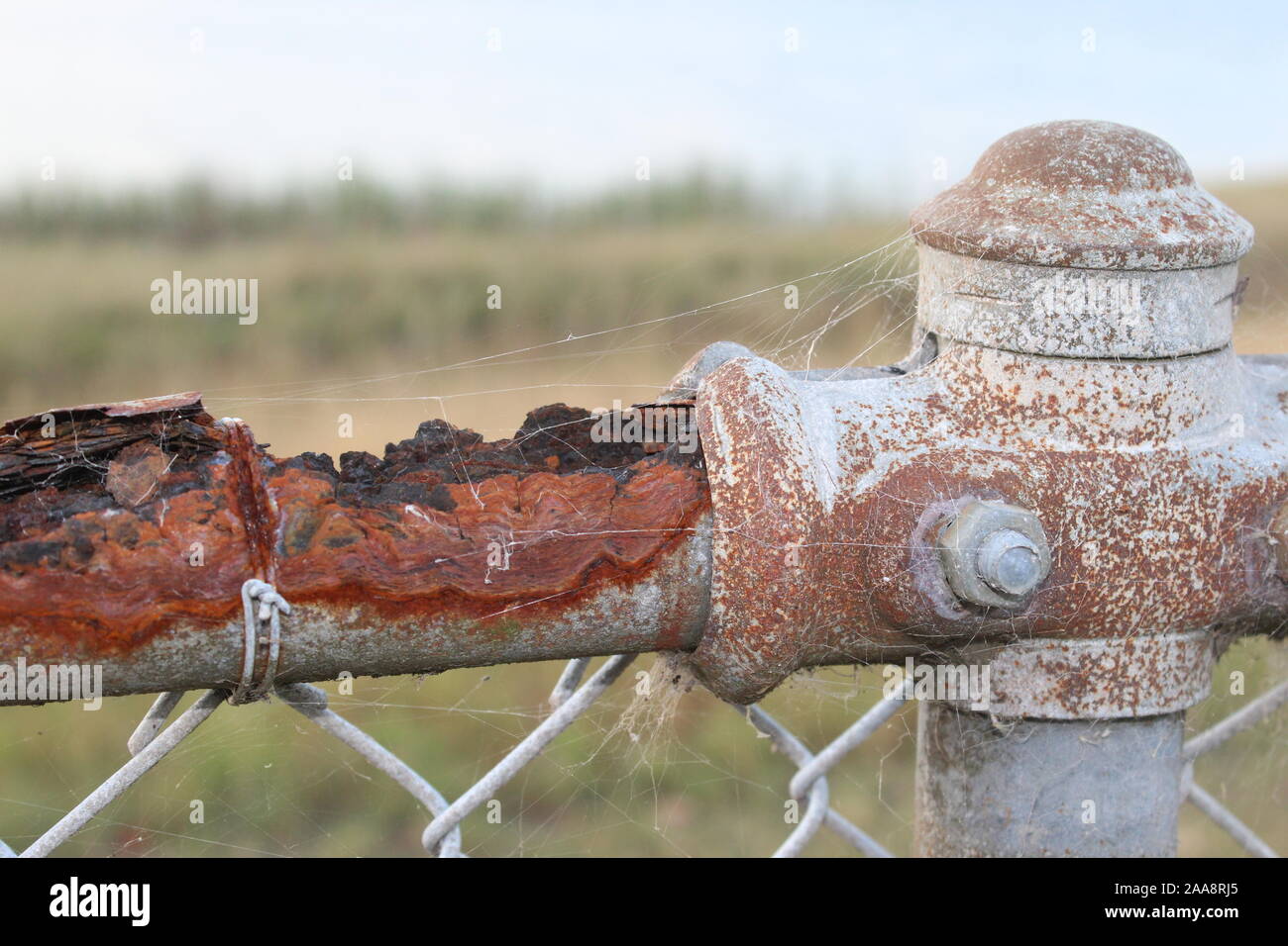 Spider texture hi-res stock photography and images - Alamy