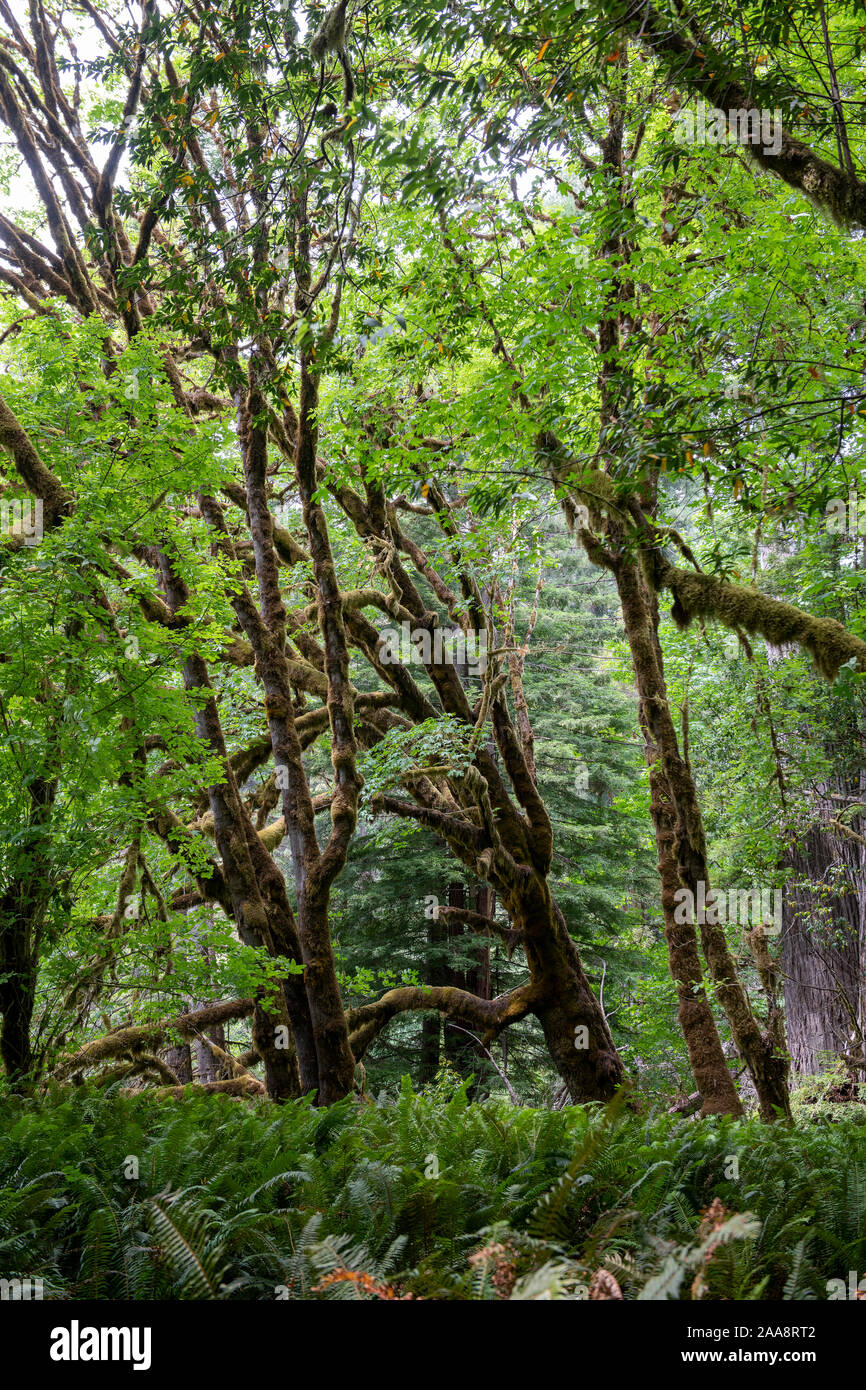 Unique, moss covered maple trees in Tall Trees Grove Stock Photo - Alamy