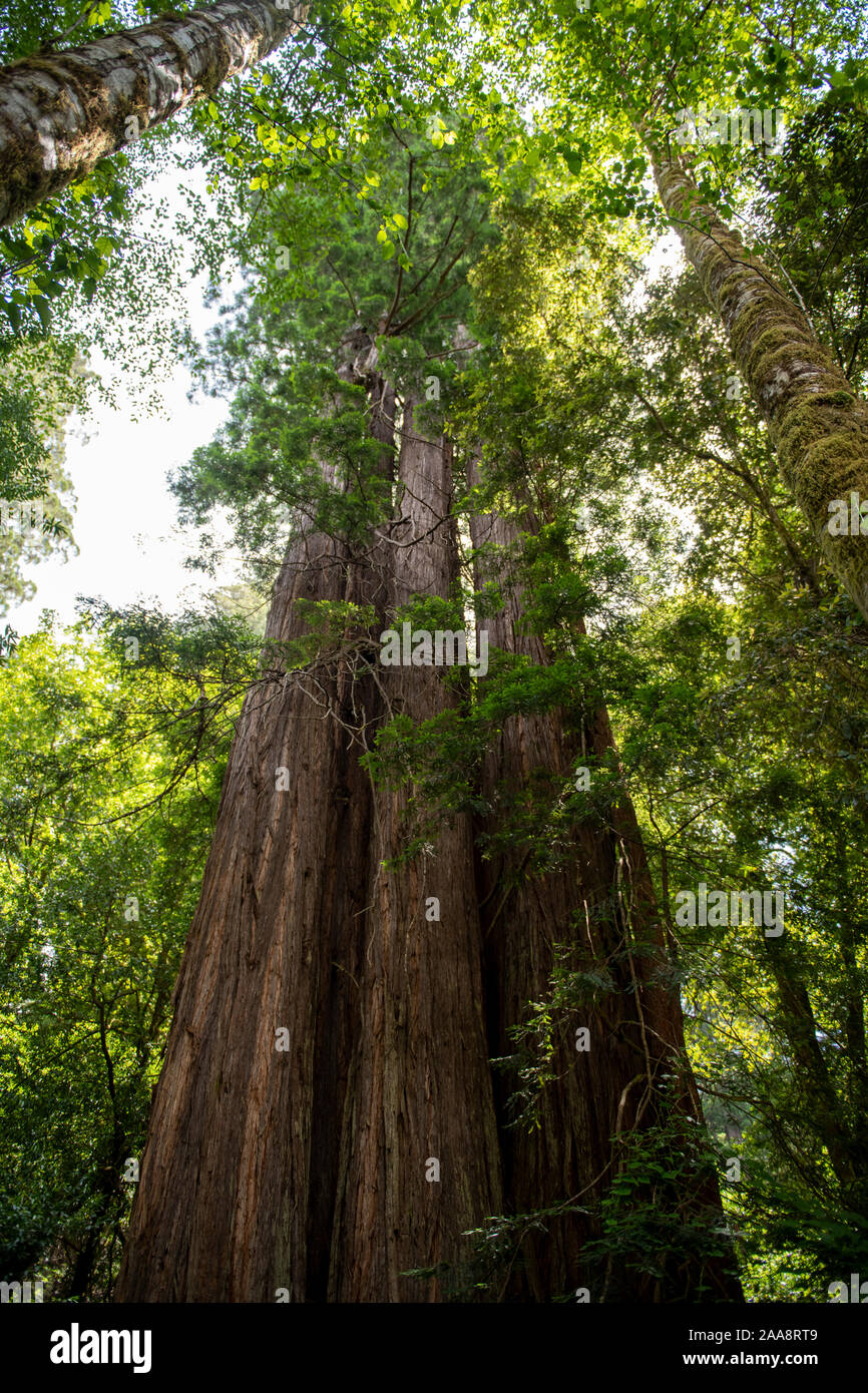 Tall redwood trees with the sun shining through in Tall Trees Grove ...