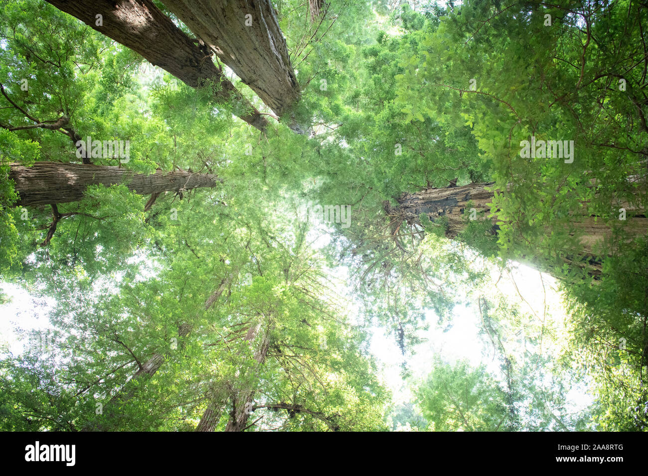 Looking up toward the sky at the redwood canopies in Tall Trees Grove ...