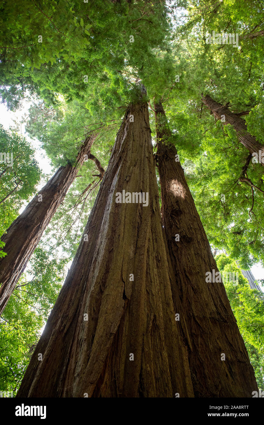 View looking up at majestic redwood trees in Tall Trees Grove Stock ...