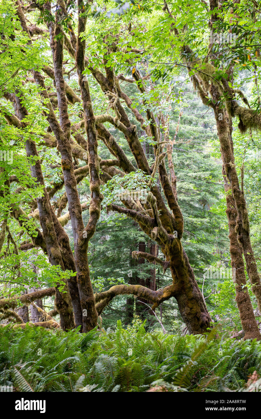 Unique, moss covered maple trees in Tall Trees Grove Stock Photo - Alamy