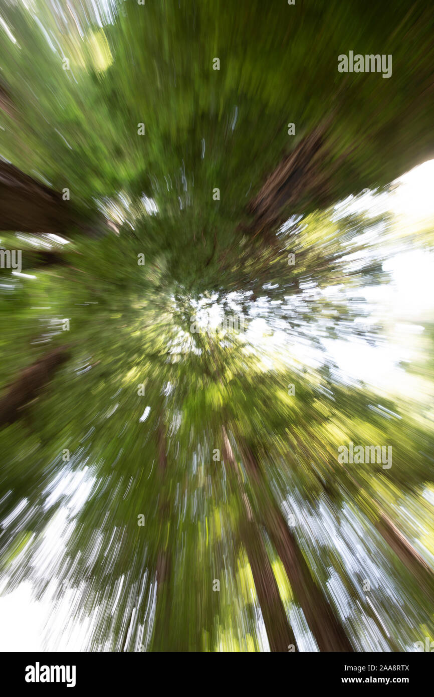 Blurry view looking up at redwood tree canopies in Tall Trees Grove ...