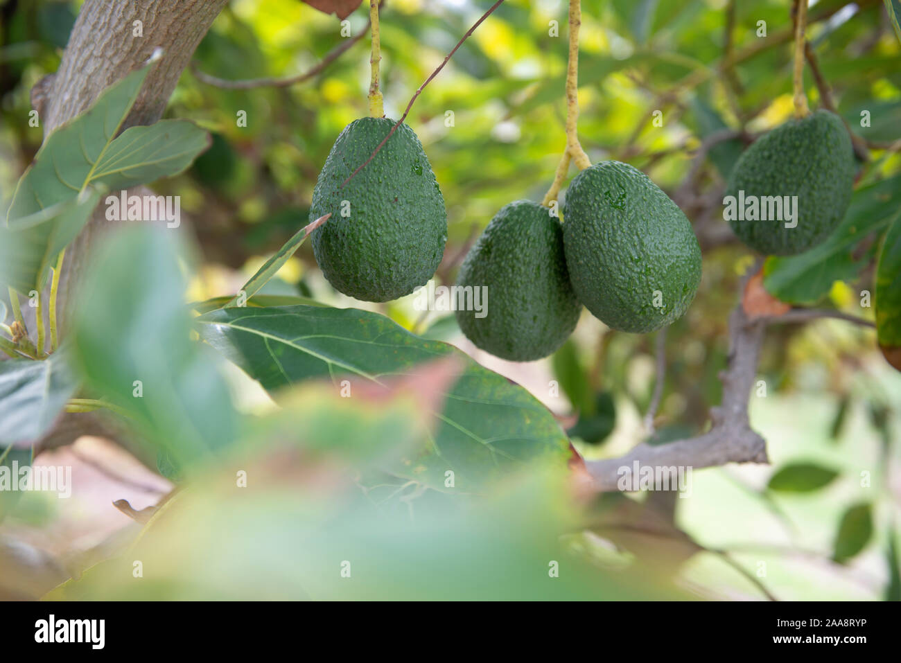 Haas avocados growing on a tree Stock Photo - Alamy