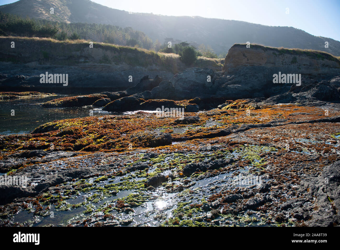 Tide pools pacific coast hi-res stock photography and images - Alamy