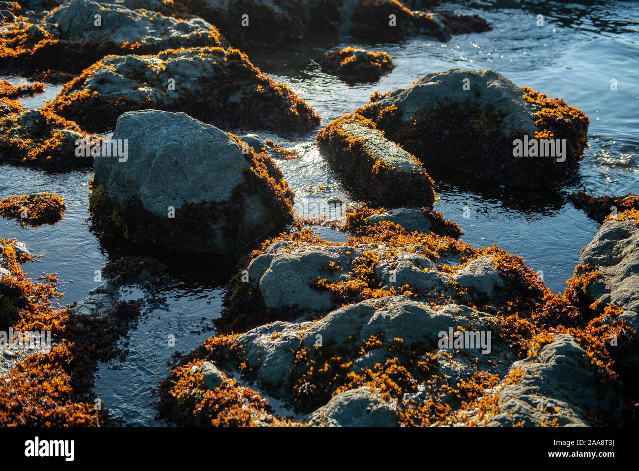 Exposed rocky tide pool on Northern California coast Stock Photo - Alamy