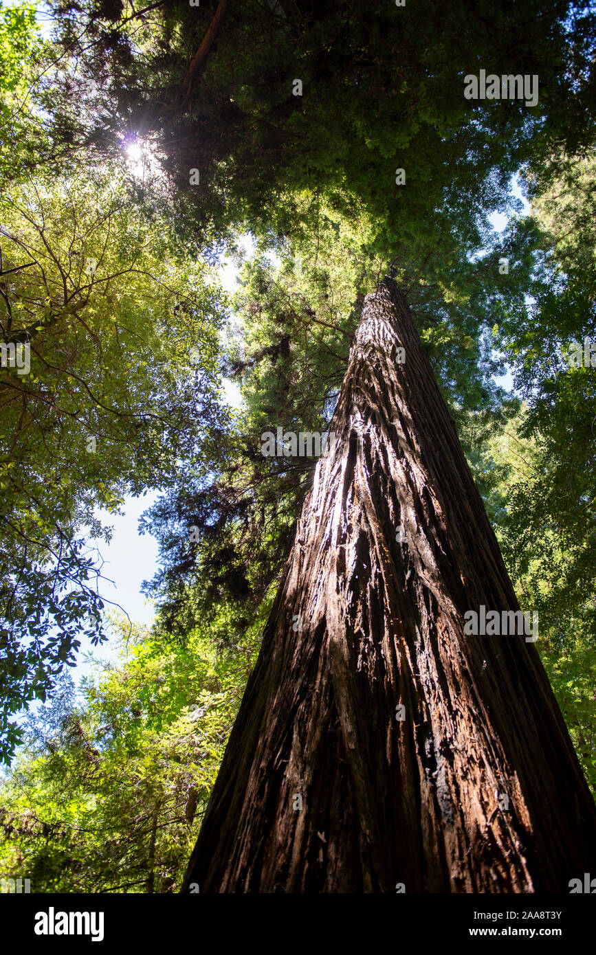 View looking up at tall redwood tree with sun peaking through canopy ...