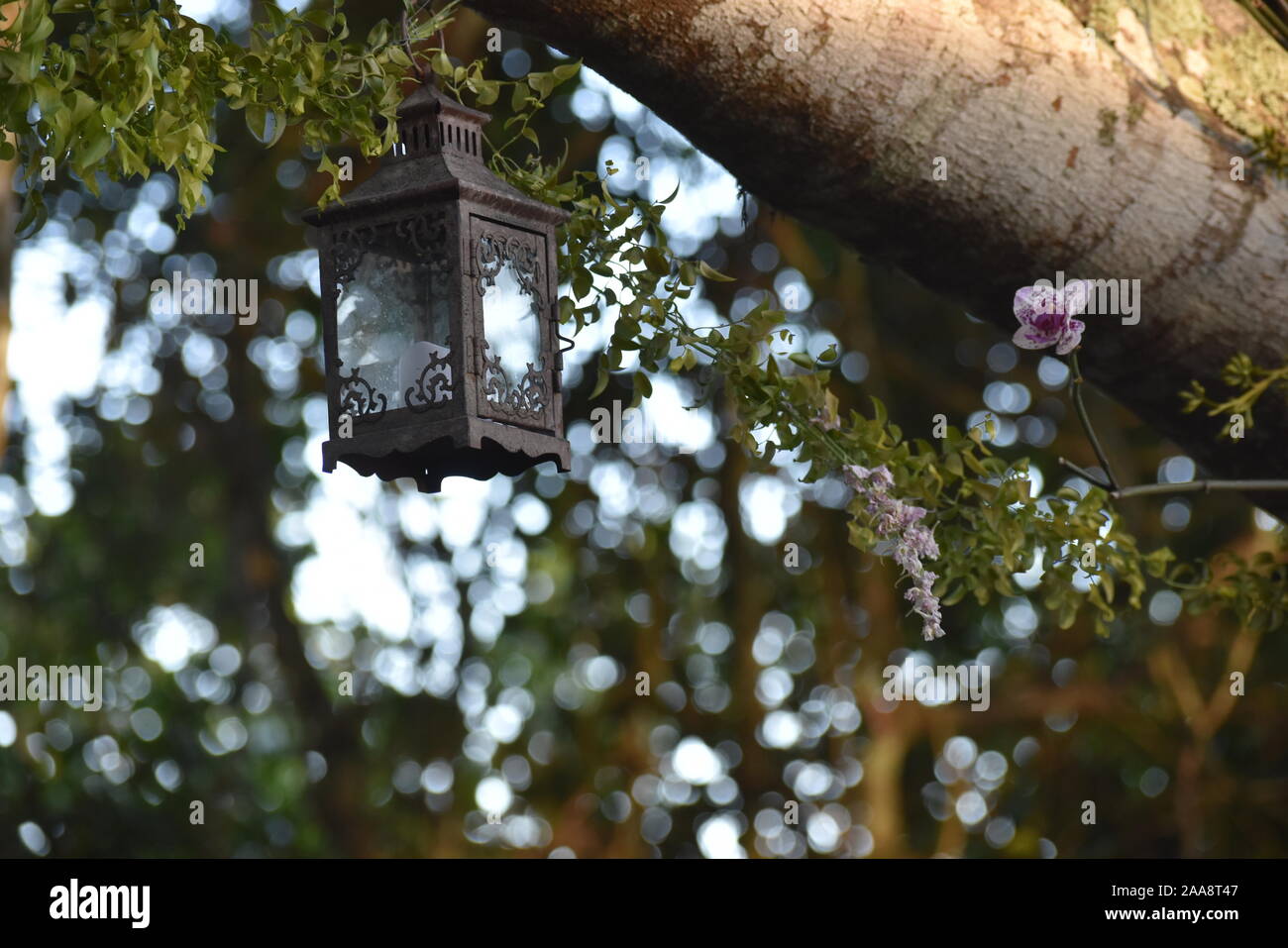 metal lantern on a tree branch Stock Photo - Alamy