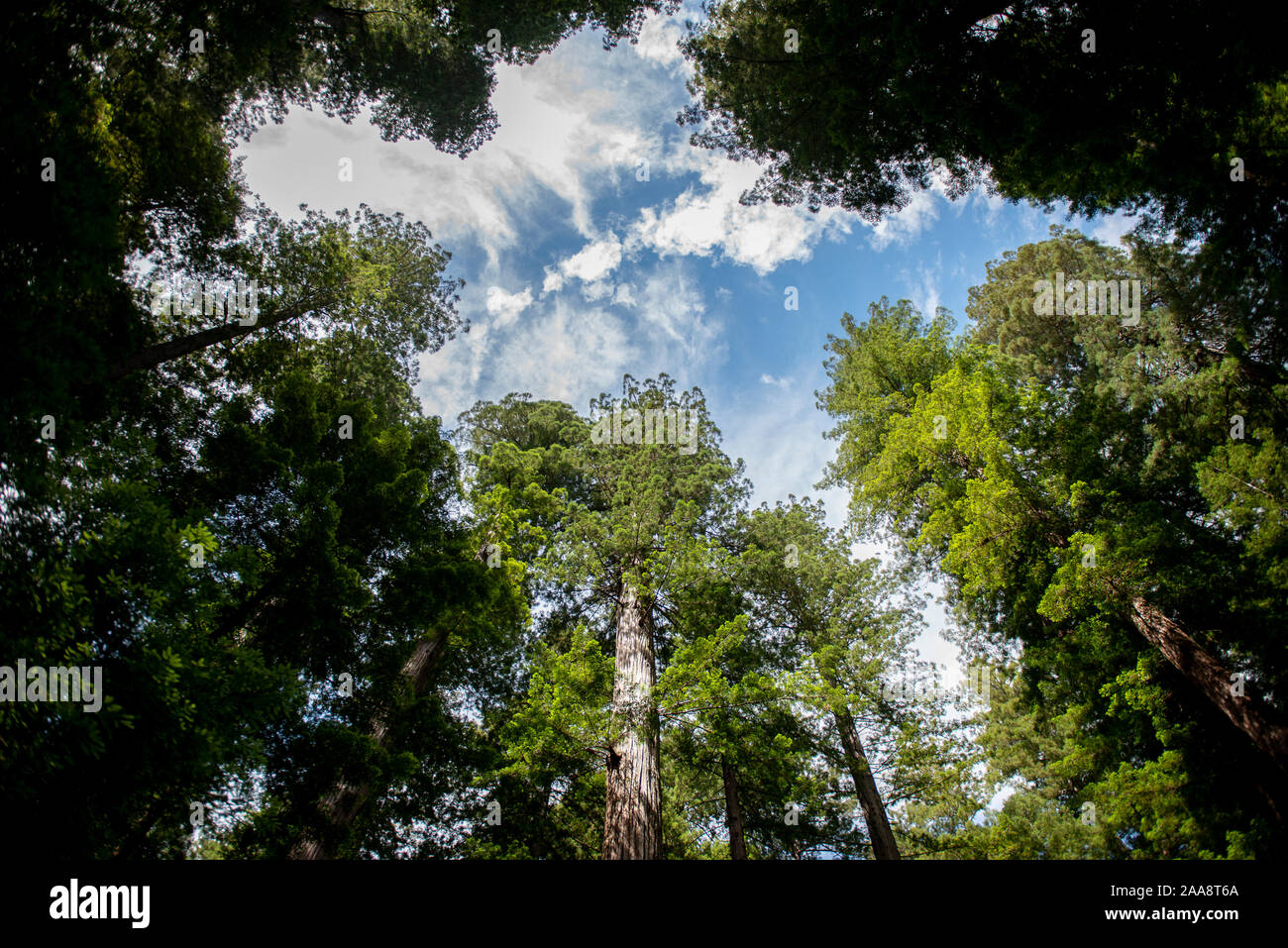 View looking up at redwood trees with open sky through the tree canopy ...