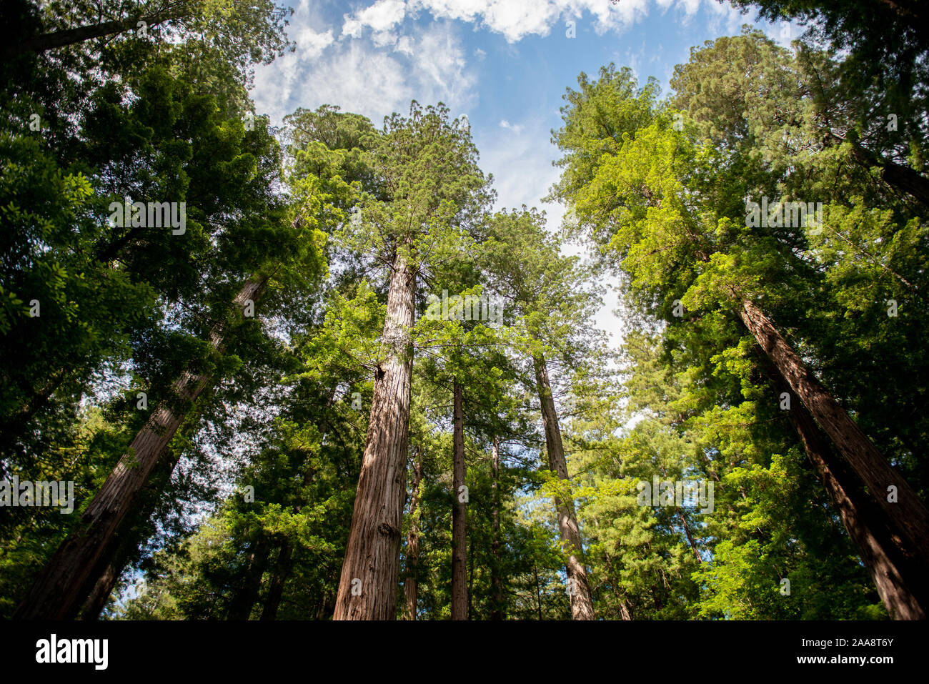 View looking up at redwood trees with open sky through the tree canopy ...