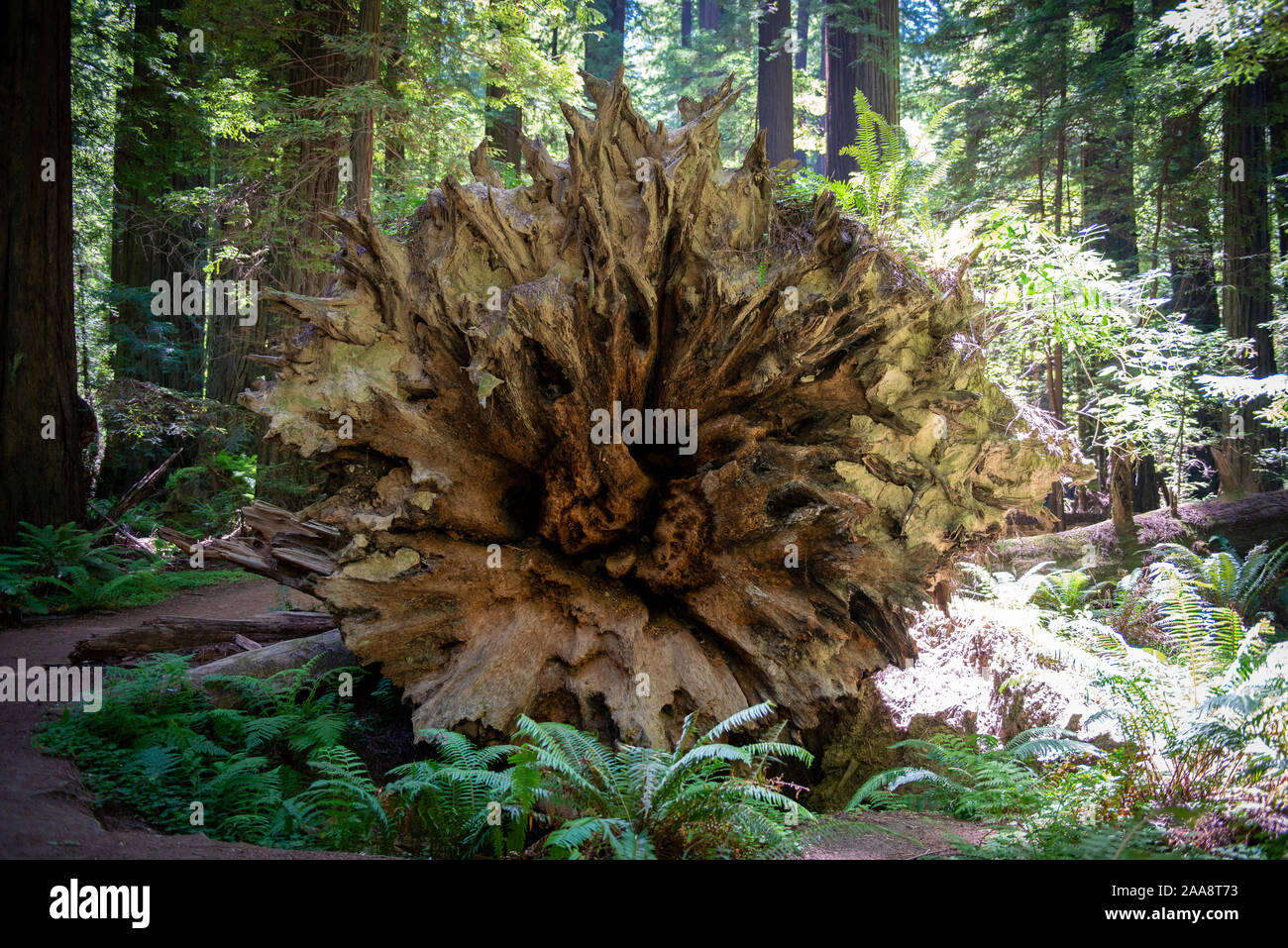 Redwood trees life cycle hi-res stock photography and images - Alamy