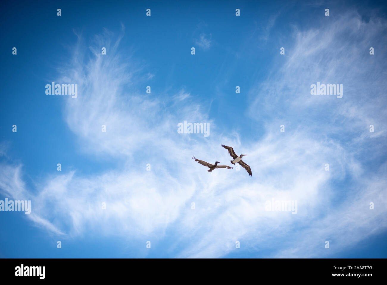 Wispy birds in flight hi-res stock photography and images - Alamy