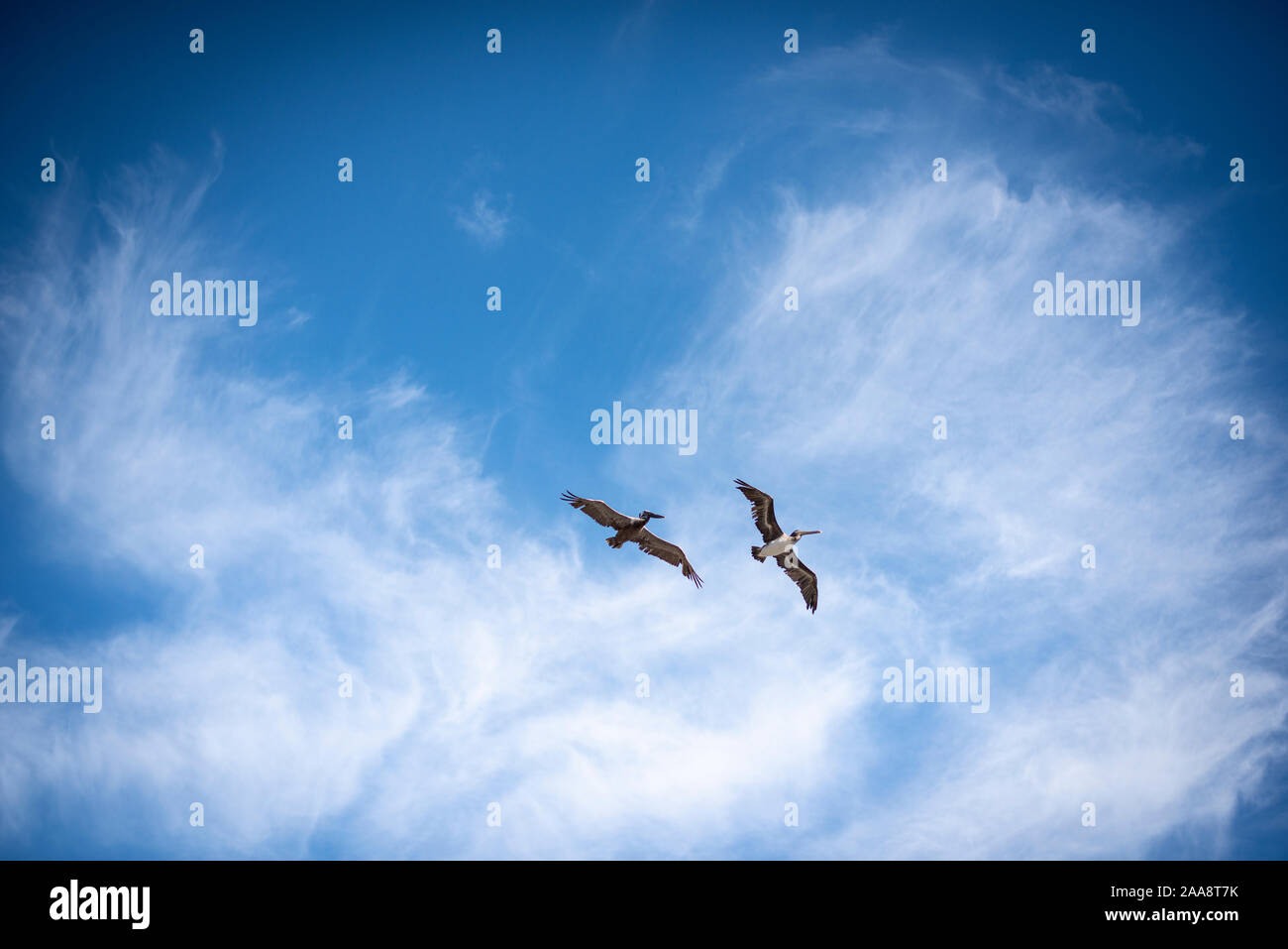 Wispy birds in flight hi-res stock photography and images - Alamy