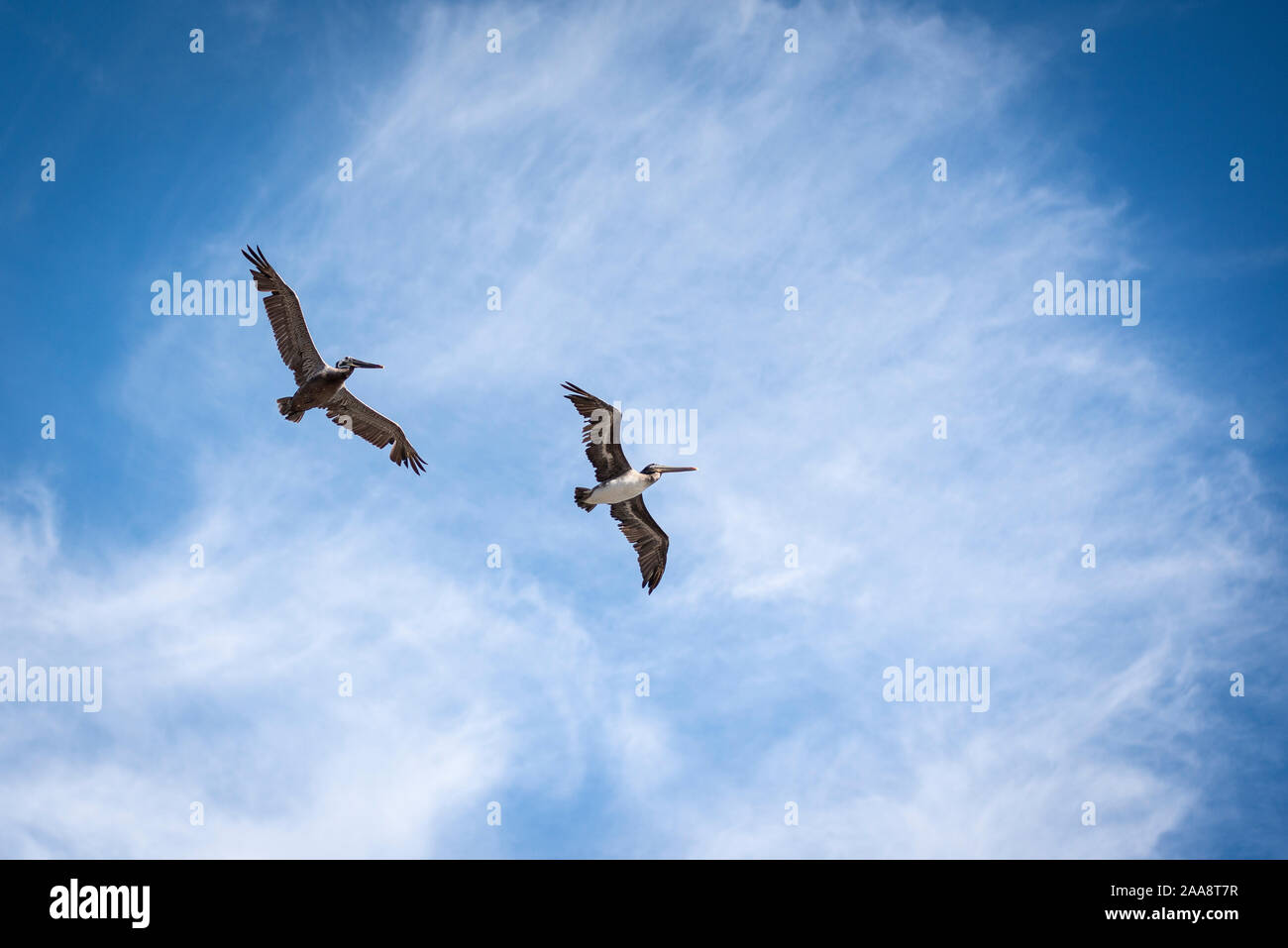 Flying pelican against a blue sky hi-res stock photography and images ...