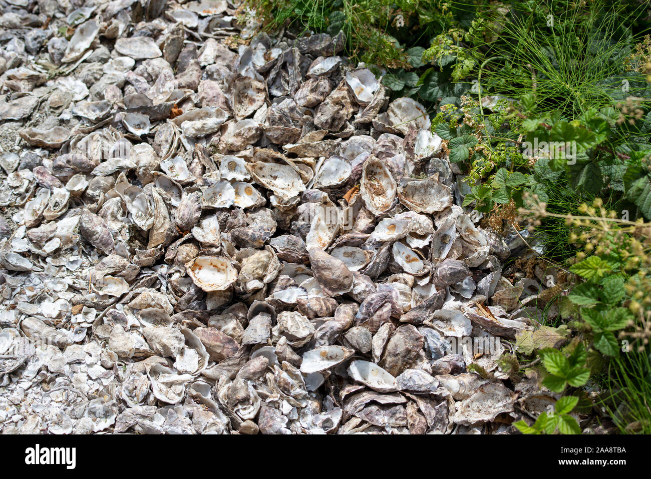 Old oyster shells hi-res stock photography and images - Alamy
