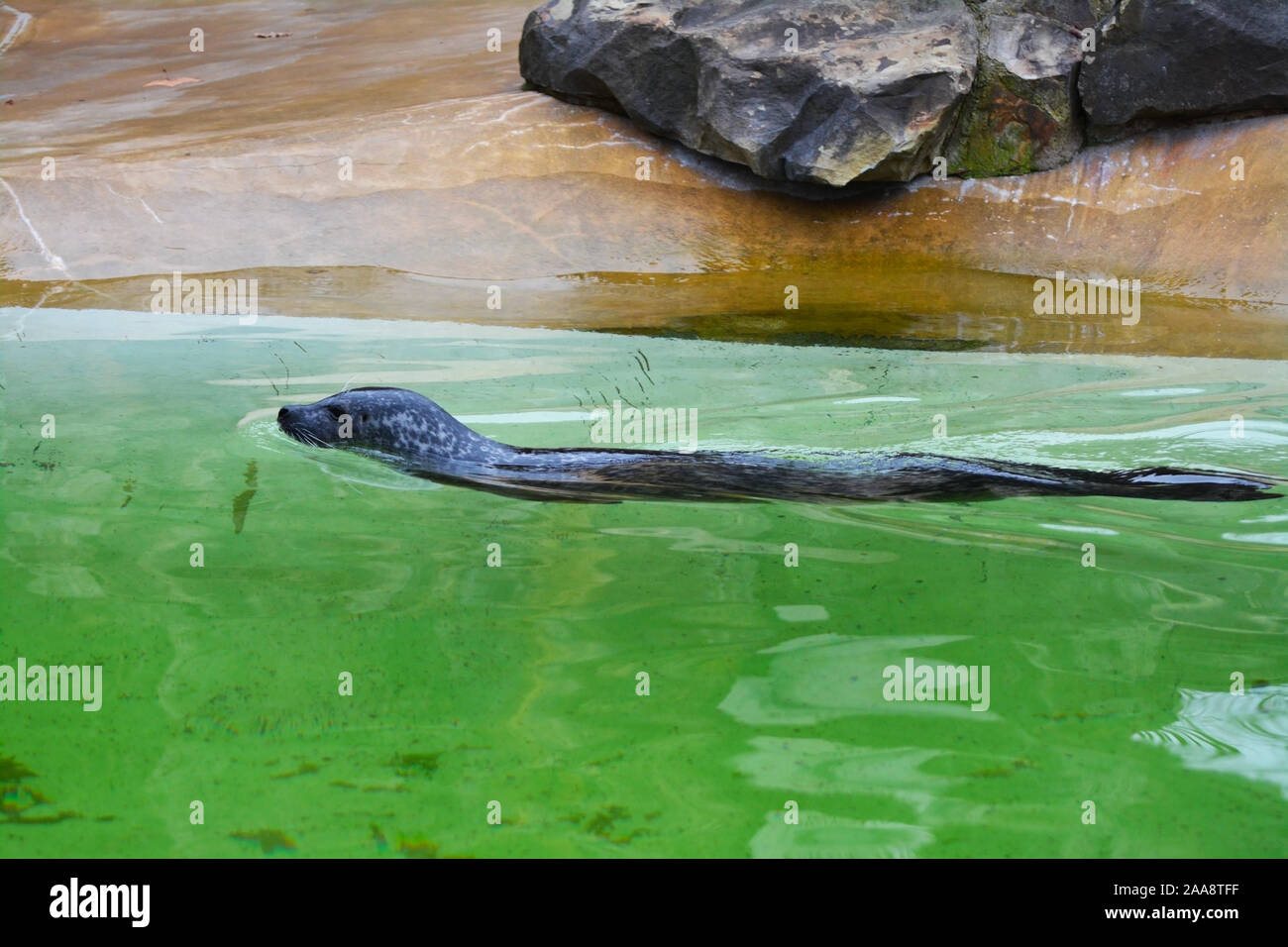 seal swimming in the ocean Stock Photo - Alamy