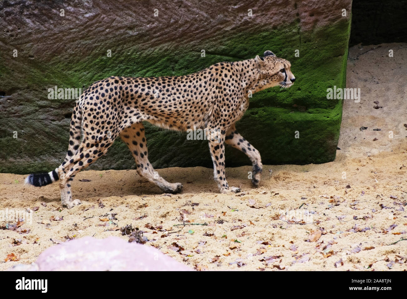 an african cheetah walks in the savanna to look for a prey Stock Photo ...