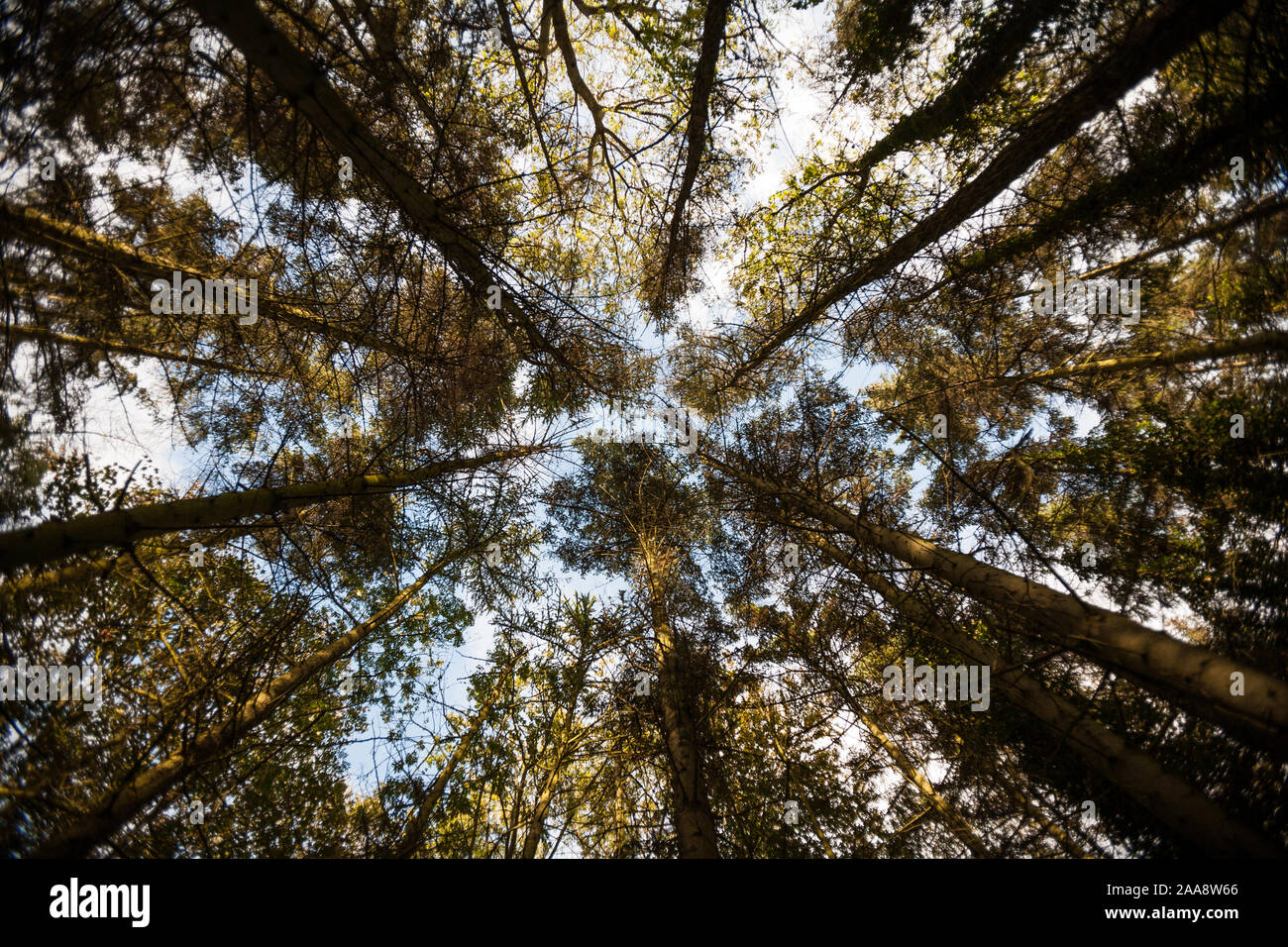 Forest. A vertical view of a densely wooded forest with a converging ...