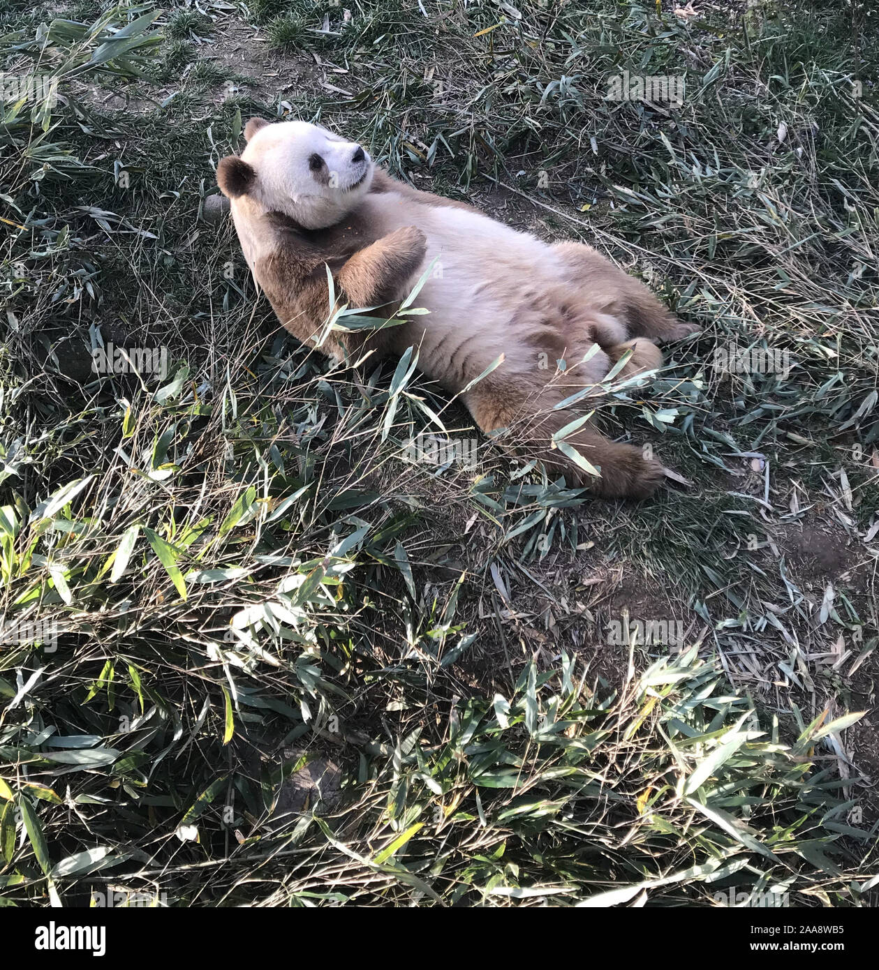 (191120) -- XI'AN, Nov. 20, 2019 (Xinhua) -- File photo shows the male brown-and-white panda ...