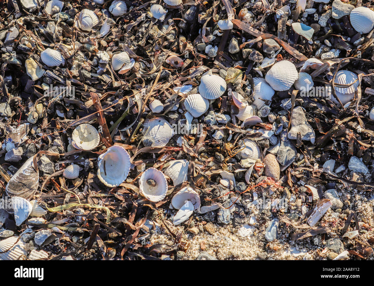 Detailed close up view at shells on a sandy beach at the baltic sea ...