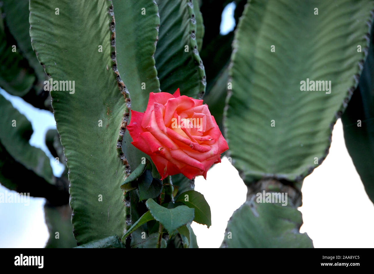Rose between the thorns hi-res stock photography and images - Alamy