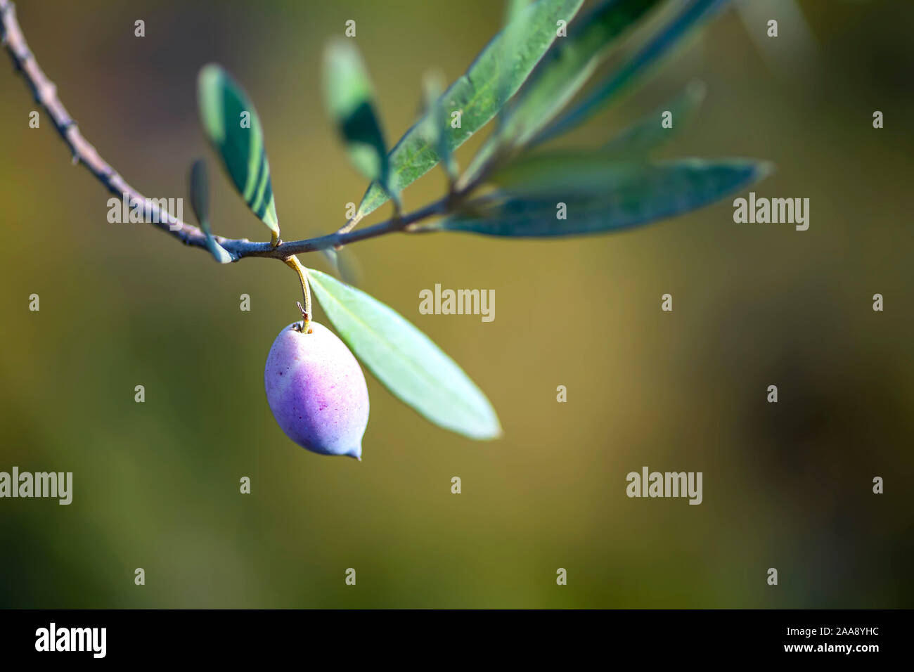 Sprig of olive tree with ripening fruit and leaves close-up on a ...
