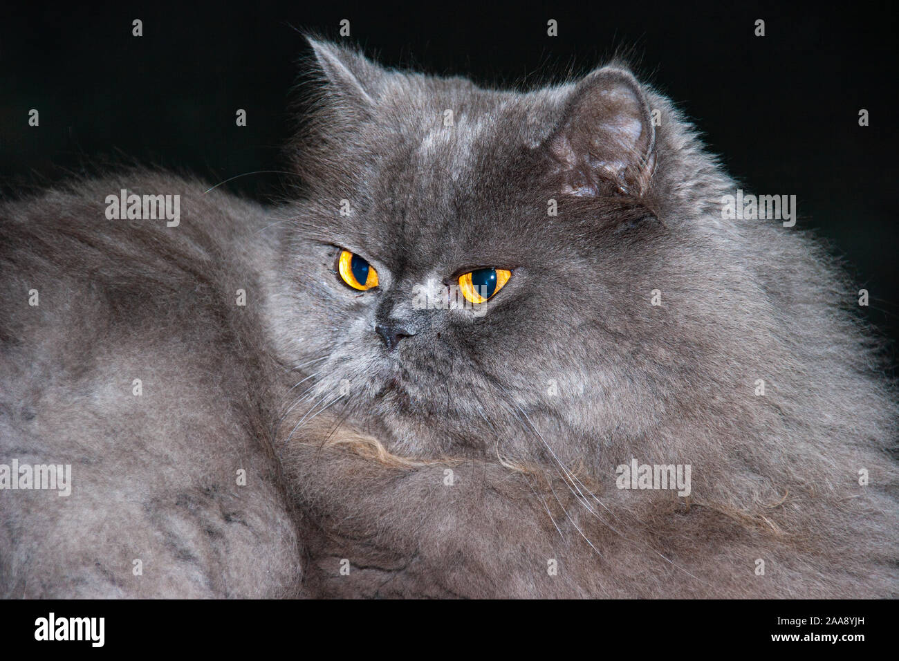 Cat persian grey close up Stock Photo - Alamy