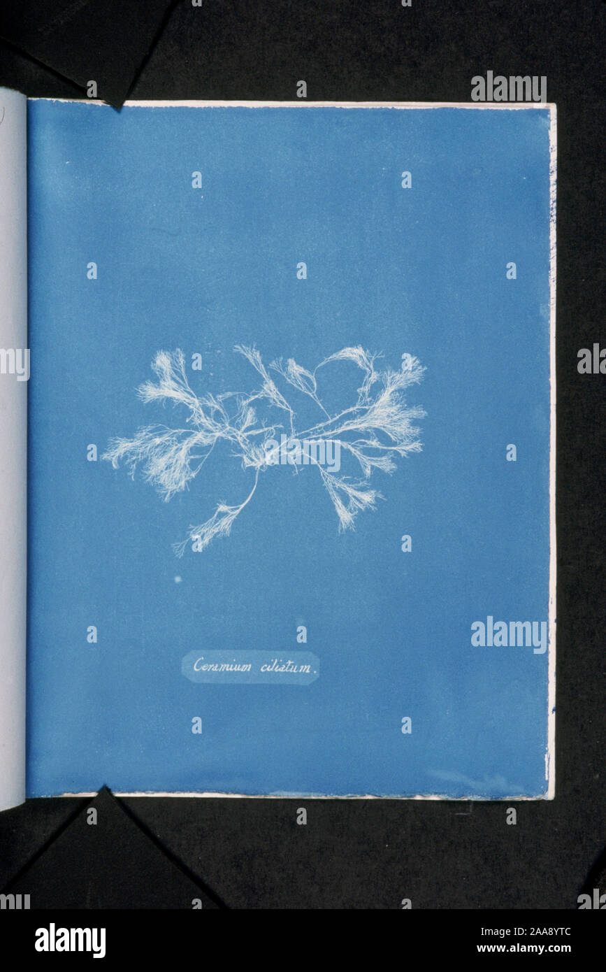 Ceramium High Resolution Stock Photography and Images - Alamy