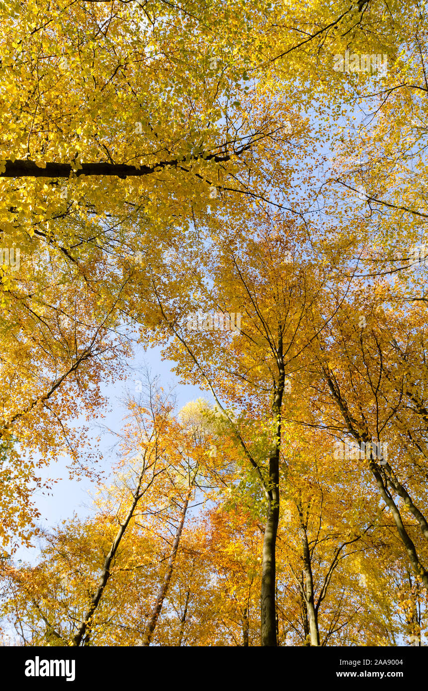 Autumn season colours in the countryside in Germany, Western Europe ...