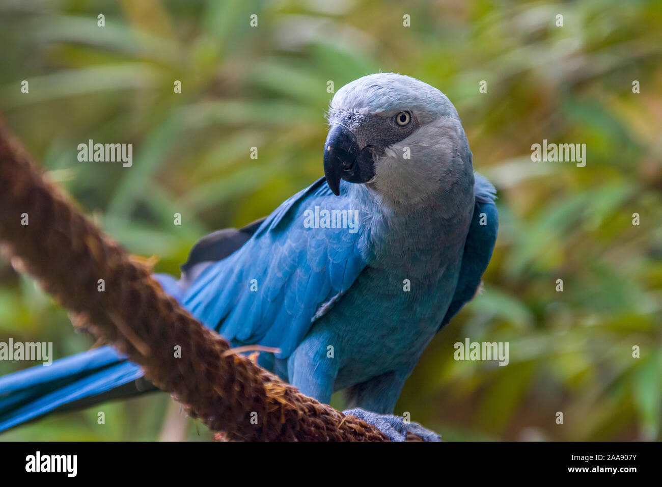 The Spix's macaw is a macaw native to Brazil. The bird is a medium-size ...