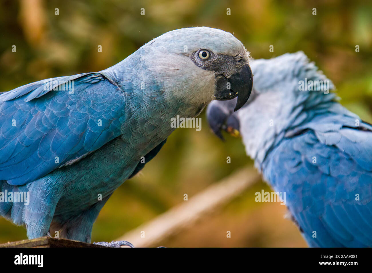The Spix's macaw is a macaw native to Brazil. The bird is a medium-size ...