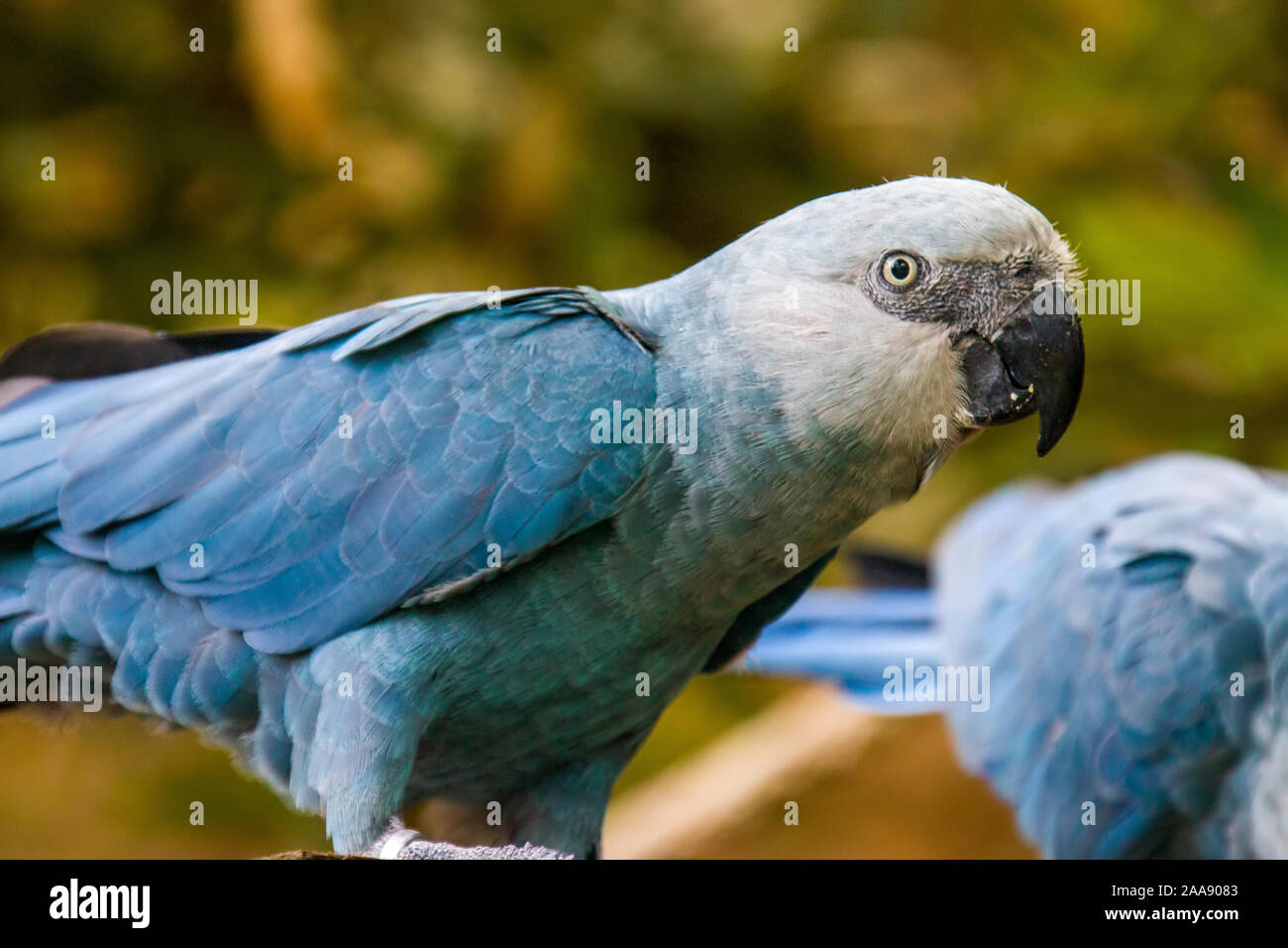 The Spix's macaw is a macaw native to Brazil. The bird is a medium-size ...