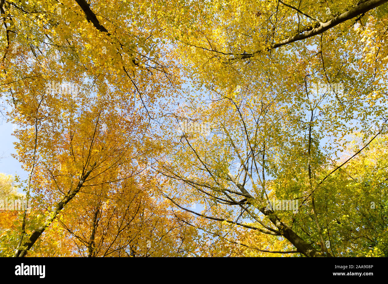 Autumn season colours in the countryside in Germany, Western Europe ...
