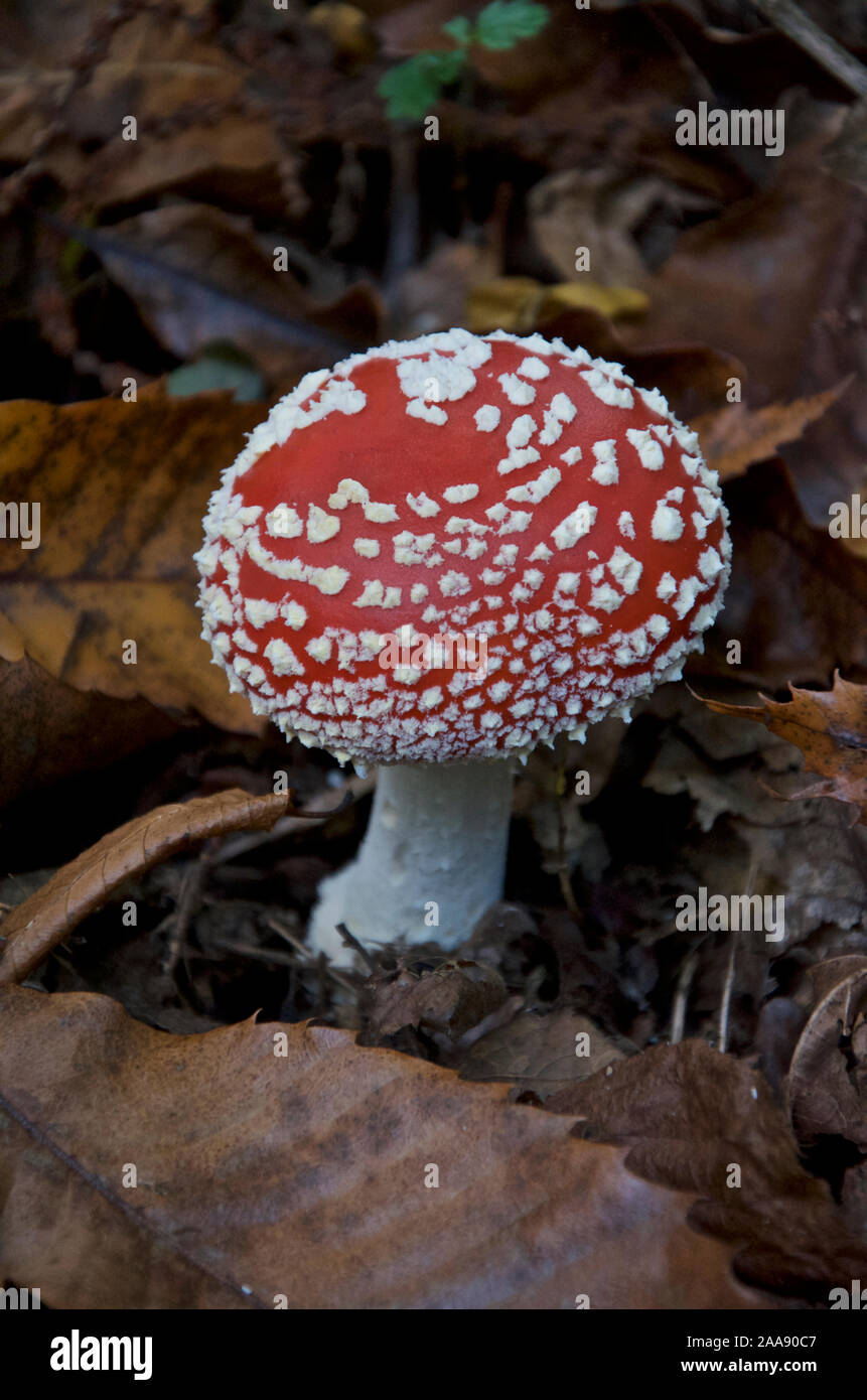 White spotted red toadstool hi-res stock photography and images - Alamy