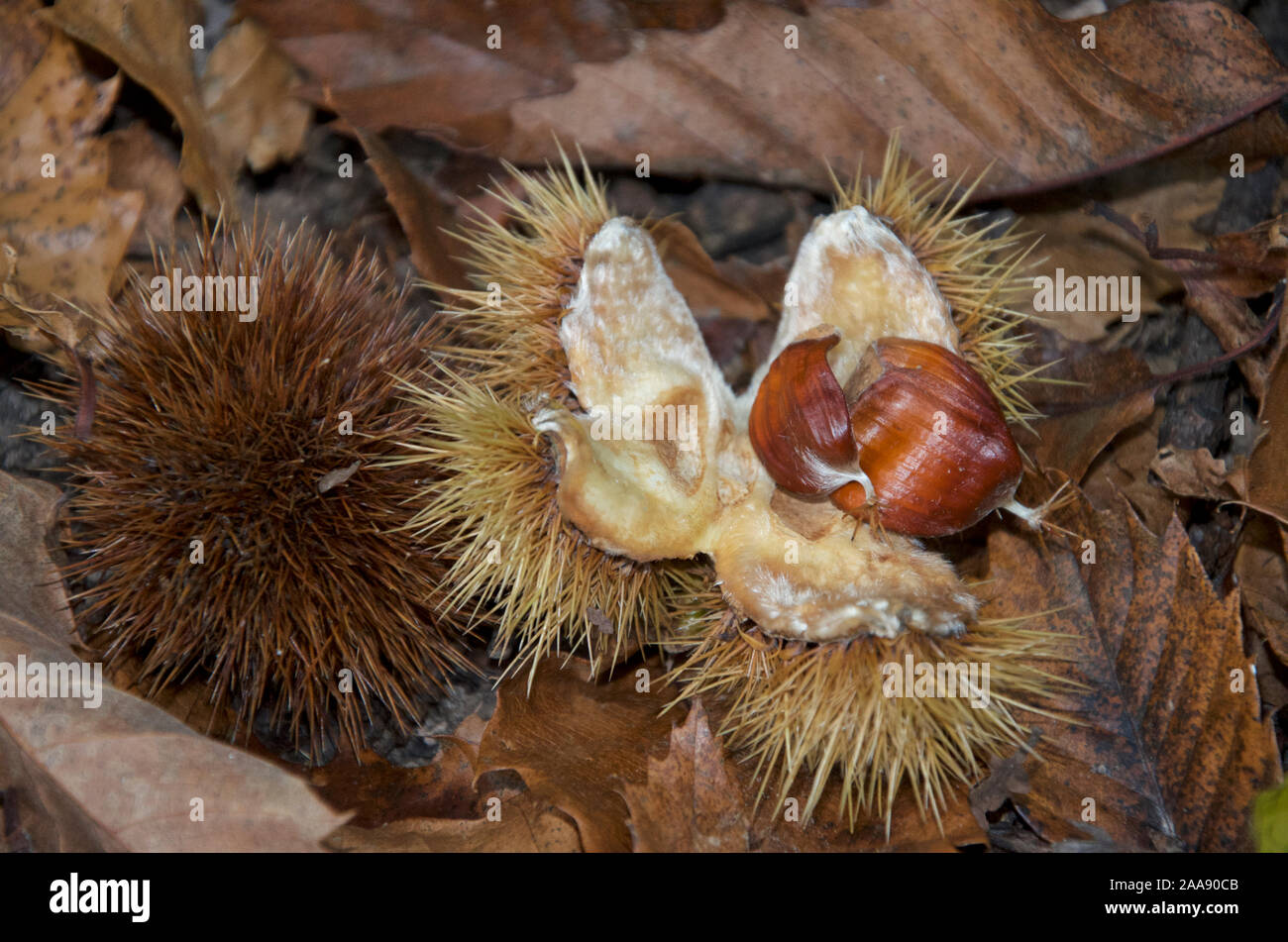 Open Sweet Chestnut and prickly case lying on fallen autumn leaves ...