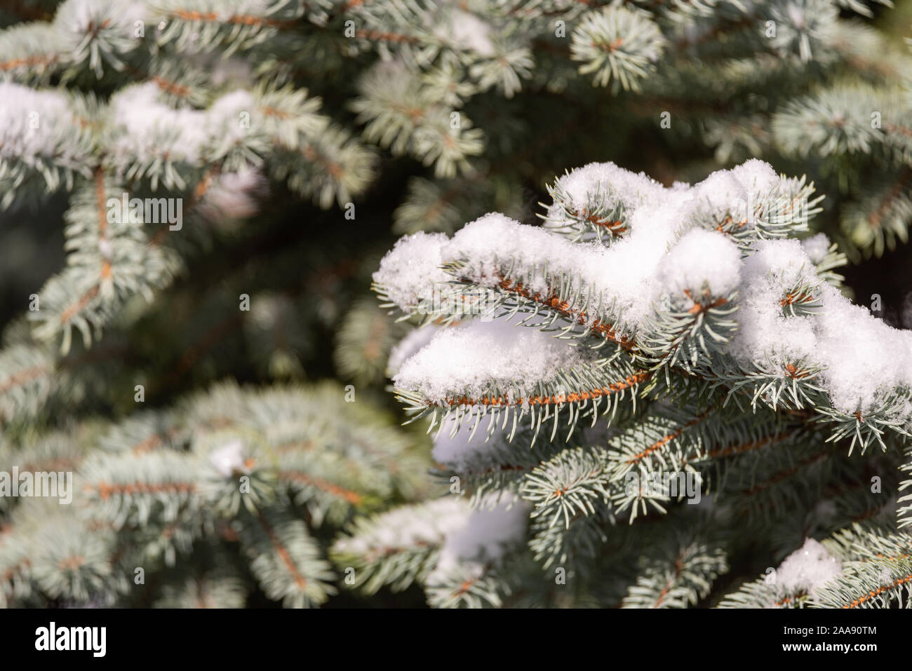 Snow on a blue Spruce Stock Photo - Alamy